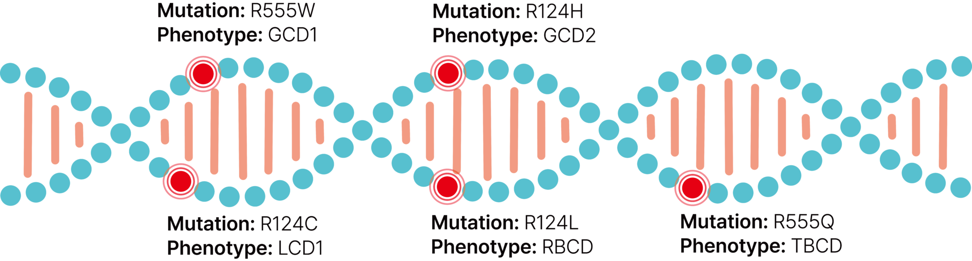 EYE DISEASE - AVELLINO-DNA